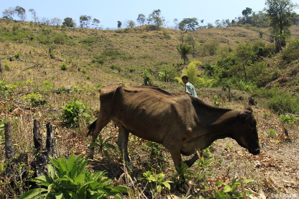 Bienestar animal, práctica clave para mejorar la producción | CONtexto ...