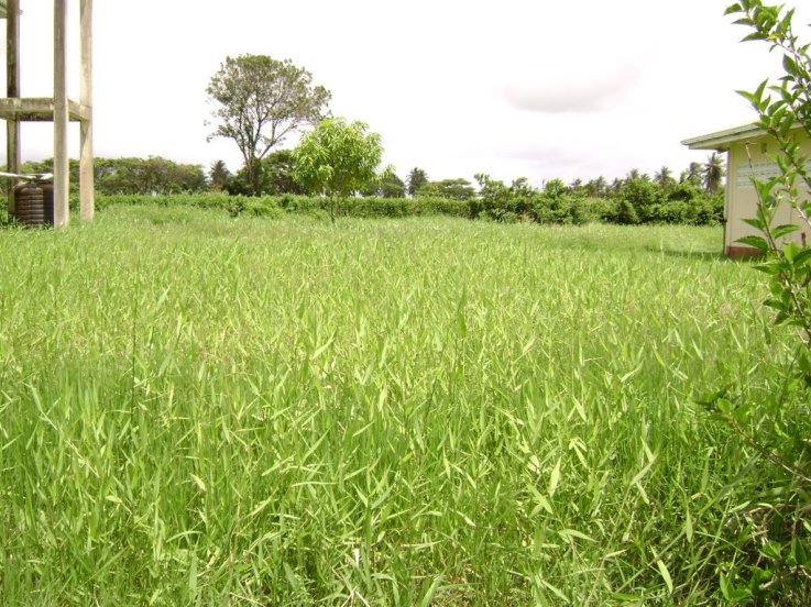 Pasturas nativas, aliadas en su producción pecuaria | CONtexto ganadero ...