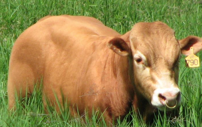 Adaptabilidad y eficiencia cárnica son el sello del Limousin | CONtexto ...