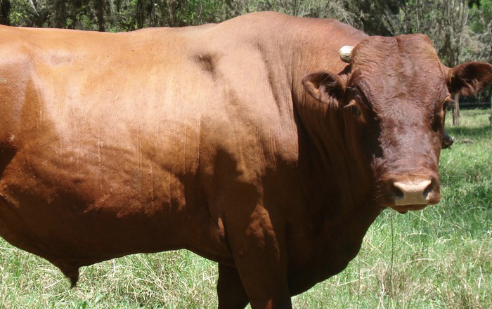 Mundial bovino: los más destacados | CONtexto ganadero | Noticias principales sobre ganadería y ...