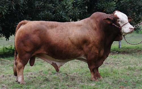 CONtexto ganadero | Noticias sobre ganadería y agricultura en Colombia