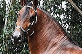 Caballo criollo colombiano, raza para resaltar ante el mundo | CONtexto ...