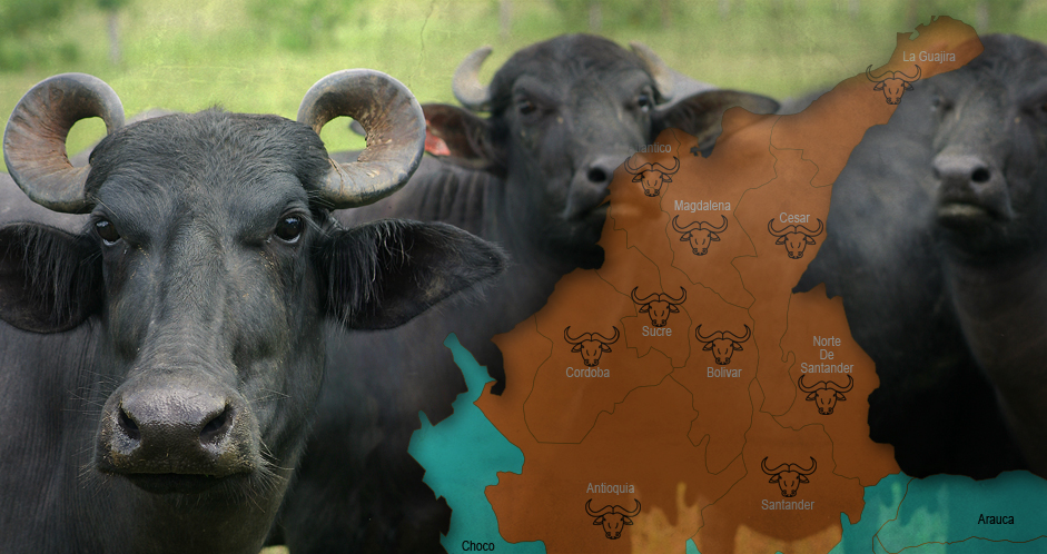 INFORME: Los búfalos, especie bóvida que gana adeptos en Colombia ...