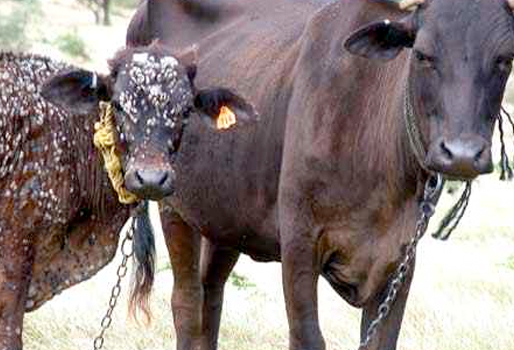 5 consejos para un control integrado de parásitos en vacas | CONtexto ...