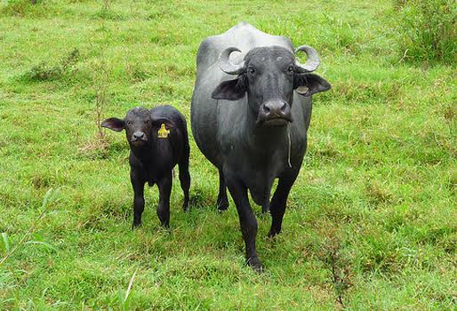 Una búfala puede tener 15 partos exitosos en su vida | CONtexto ganadero