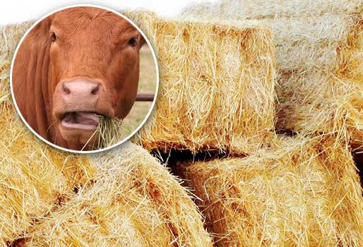 Ganadero hizo heno para sus reses y le alcanzó para la venta | CONtexto ...