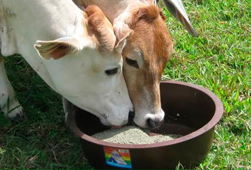 Sales mineralizadas proteinadas, opción para reses en trópico bajo y alto | CONtexto ganadero