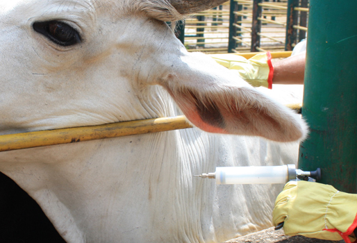 6 pasos para inyectar de manera correcta al ganado | CONtexto ganadero