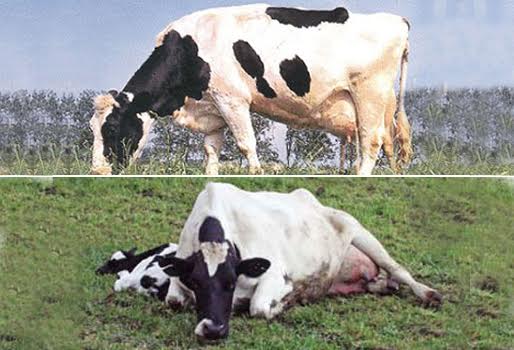 Vacas de primer y más de 3 partos sufren por igual de falta de calcio ...