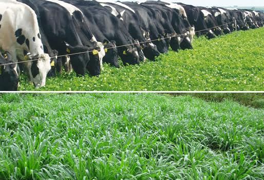 Los pastos pueden tener buen nivel de proteína si se tecnifica el suelo ...