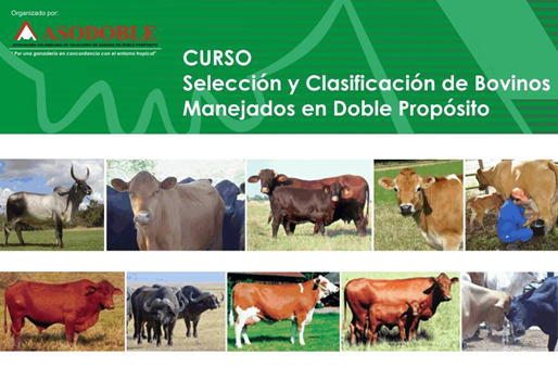 Conozca los criterios para seleccionar a un bovino doble propósito ...