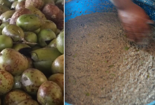 Lo que debe tener en cuenta para preparar ensilaje de fruto de totumo ...