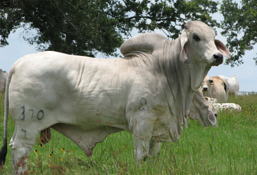 Machos bovinos enteros ganan más peso que los castrados | CONtexto ganadero