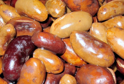 Las bondades del chachafruto como alimento bovino y cerca viva ...