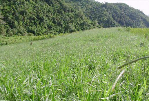 Pasto Cayman, una variedad ideal para suelos ácidos | CONtexto ganadero