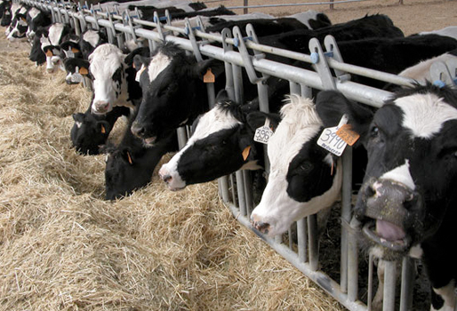 Calidad y manejo de la dieta del ganado de engorde | CONtexto ganadero