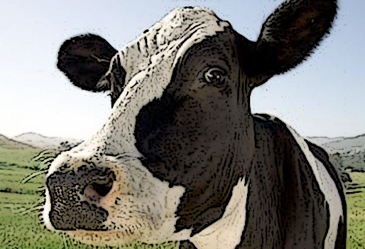 ¿A qué le tienen miedo las vacas? | CONtexto ganadero