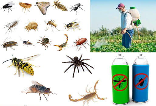 Preocupa la resistencia de los insectos a los insecticidas | CONtexto ...