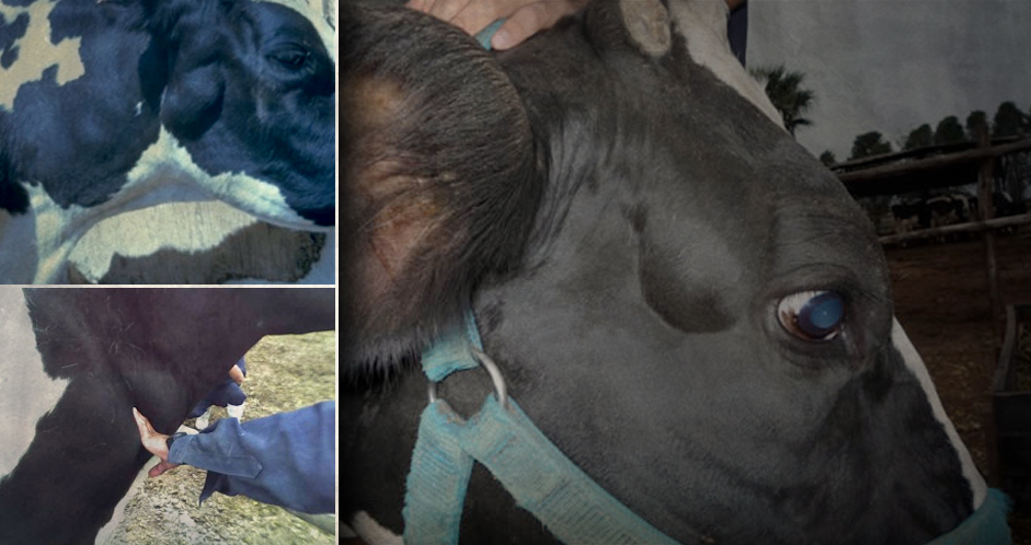 Todo lo que usted debe saber sobre la Leucosis Viral Bovina | CONtexto ...