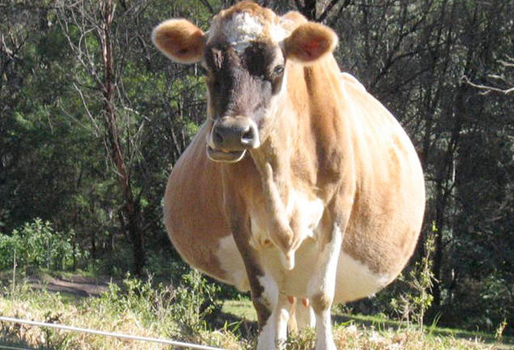 No es cuando se preñe la vaca, sino cuando pare | CONtexto ganadero