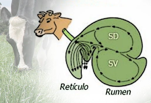 El proceso de la rumia: Los movimientos ruminales | CONtexto ganadero