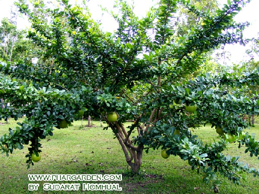 El Totumo aguanta inundaciones y veranos | CONtexto ganadero