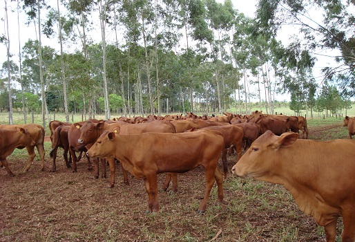 Las bondades de la raza Senepol | CONtexto ganadero