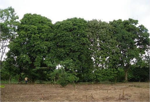 El Cacay sirve de alimento para el ganado y de ingreso para la ...