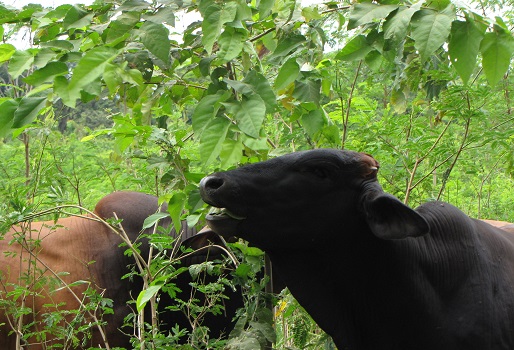 Conozca el árbol Guácimo y sus altos niveles proteínicos | CONtexto ...