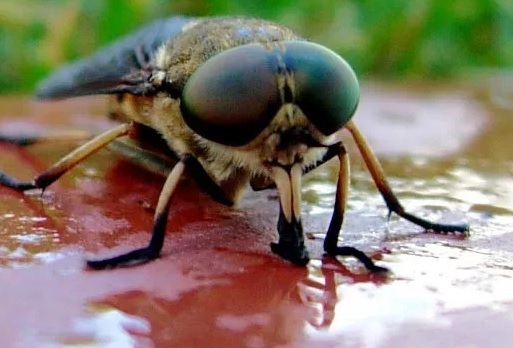 Los tábanos pueden reducir la producción lechera en un 25 % | CONtexto ...