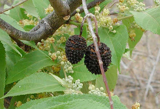 El Guácimo nutre al bovino con las hojas y con sus frutos | CONtexto ...