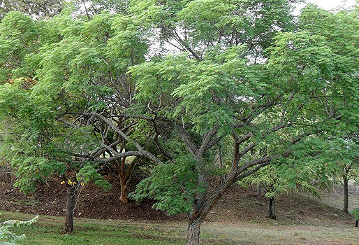El árbol Iguá regula el clima y mejora la producción de ganado ...