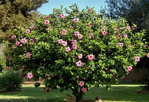 El árbol Cayeno es proteínico para el ganado | CONtexto ganadero