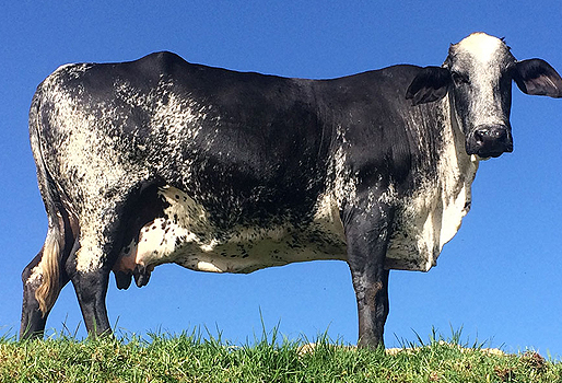 ¿A qué se refieren cuando hablan de Girolando Plus, puro o puro ...