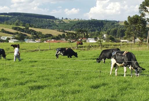 Conozca el pastoreo rotatinuo | CONtexto ganadero