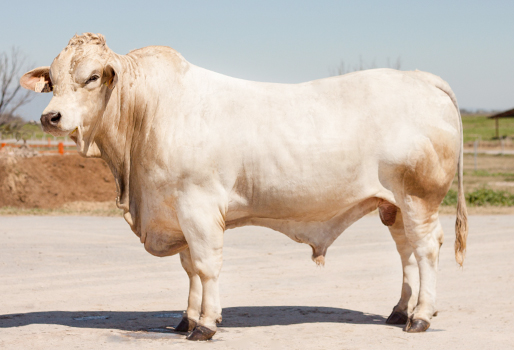 Ganadería Sostenible: En Colombia ya se han producido 10 ejemplares Charbray | CONtexto ganadero