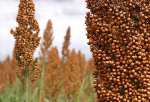 El sorgo es otra alternativa de alimento en ensilaje | CONtexto ganadero