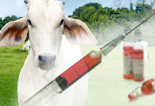 Uso de minerales inyectables en ganadería bovina | CONtexto ganadero