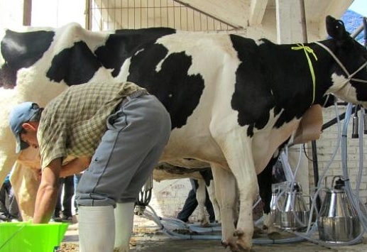 Comunique y capacite para garantizar la seguridad en el establo lechero ...
