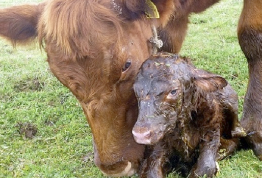Señales que indican que el nacimiento del ternero es normal | CONtexto ...