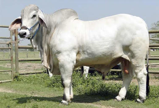 Cuidados claves para la raza cebú | CONtexto ganadero