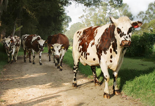 La raza Normando es la tercera más importante de Colombia | CONtexto ...