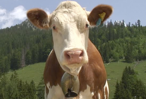 Los cencerros impulsan el aumento de la productividad, especialmente en ...