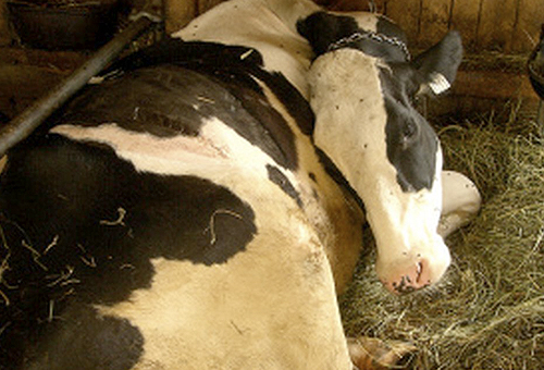 ¿Qué tanto piensa usted en el dolor que pueden sentir sus animales ...