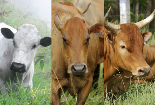 ¿Por qué es importante tener razas criollas en el hato colombiano ...