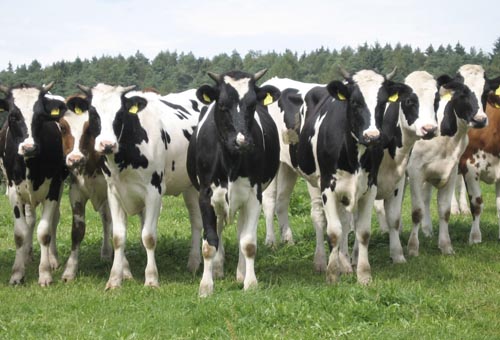 ¿En qué consisten la endogamia y la exogamia en animales? | CONtexto ...