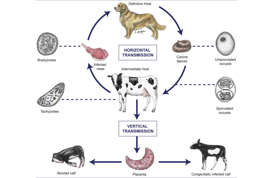 Así se previene la neospora caninum | CONtexto ganadero