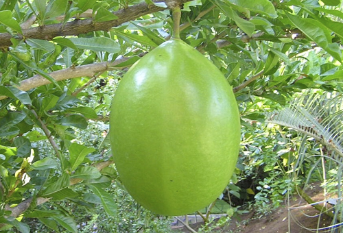 Conozca cómo aprovecha este ganadero las propiedades del totumo ...