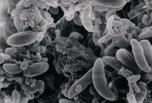 8 condiciones necesarias en el rumen para una correcta fermentación ...