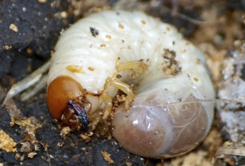 Control y manejo de las chizas en fincas ganaderas | CONtexto ganadero